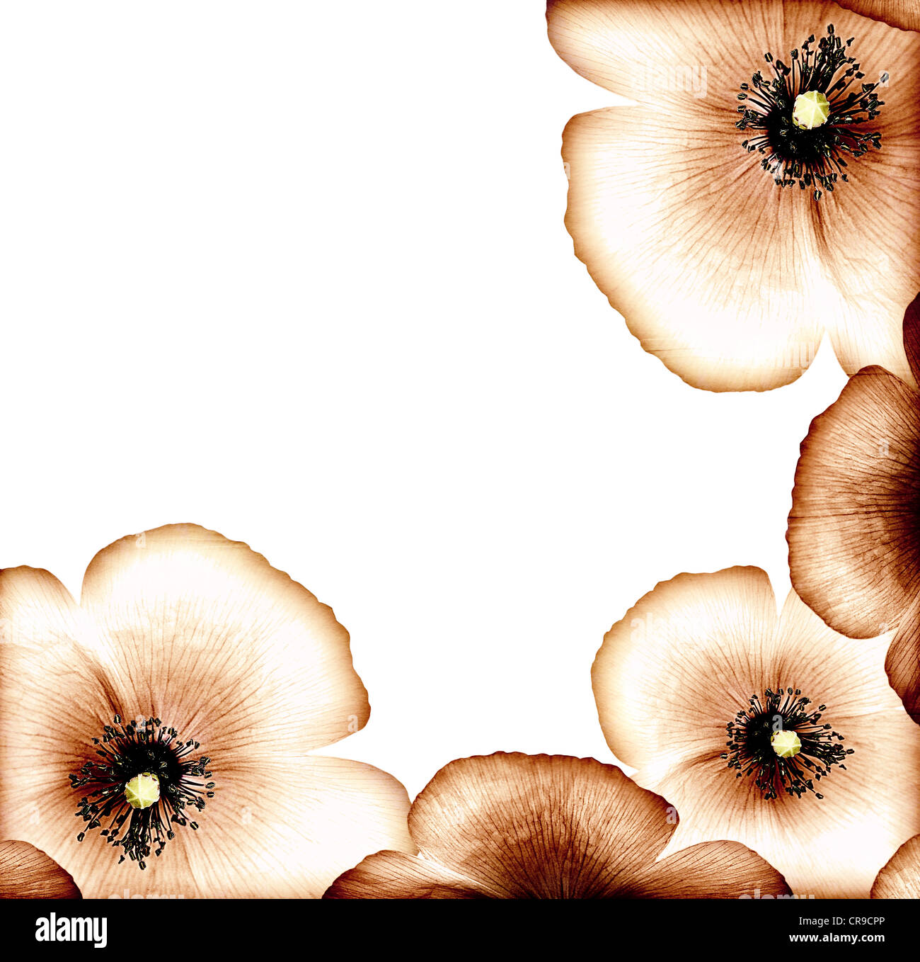 Brown Floral Pattern Border