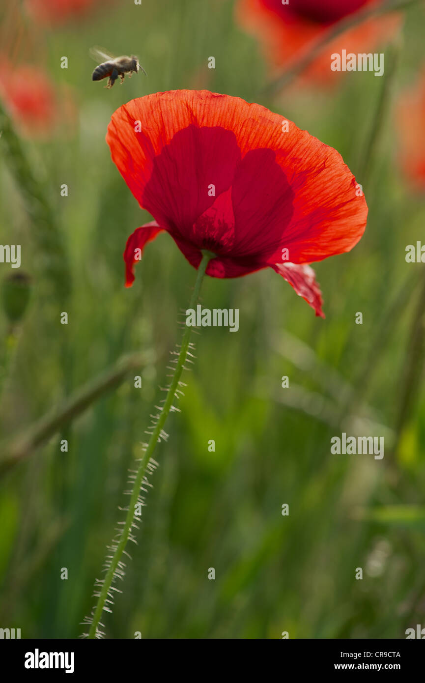 Poppies in field bee flying hi-res stock photography and images - Alamy