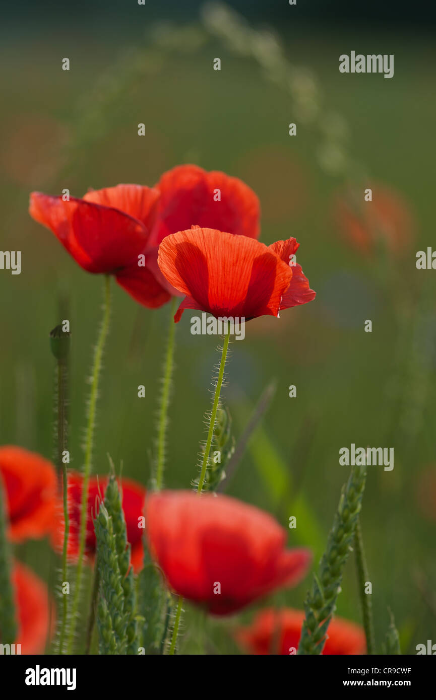Poppies in the field Stock Photo - Alamy