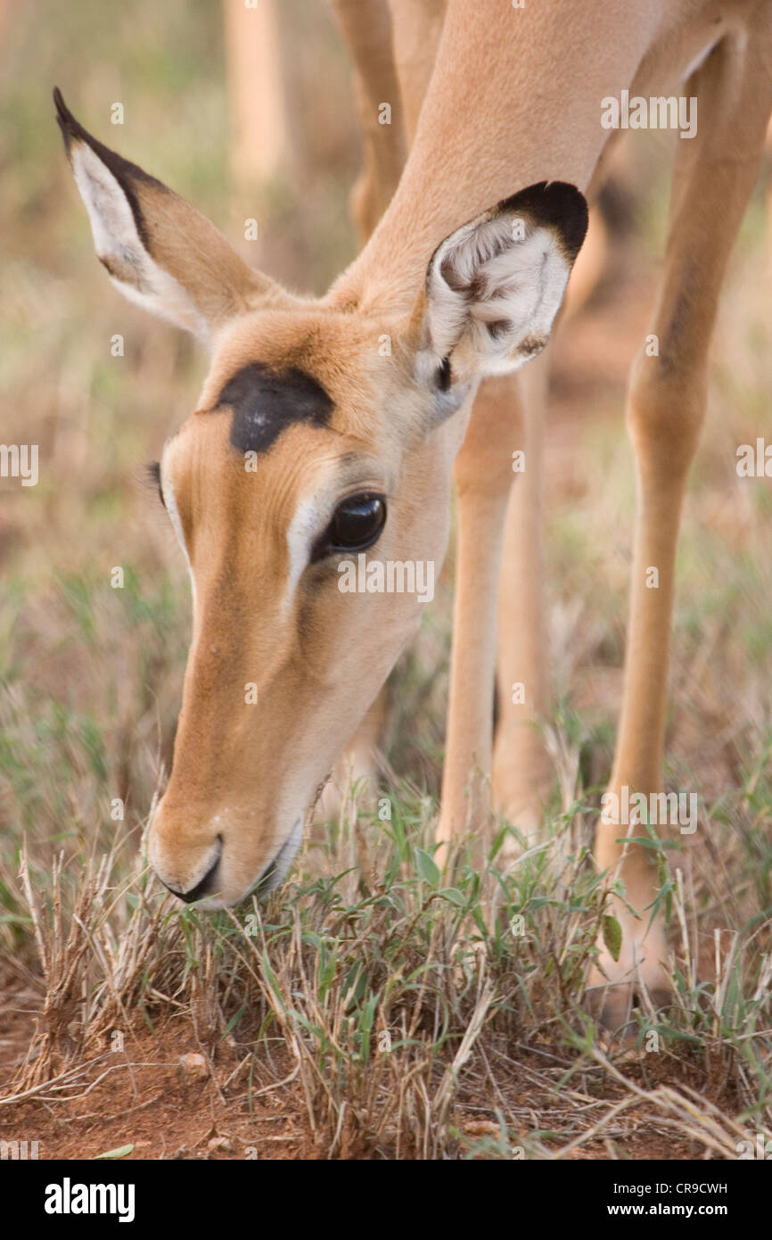 Impala head shot with beautiful eyes Stock Photo - Alamy