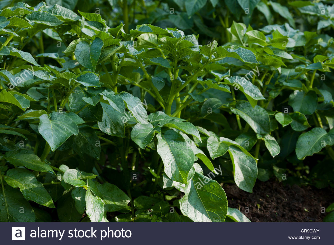 Potato Solanum Tuberosum Stock Photos & Potato Solanum Tuberosum Stock ...