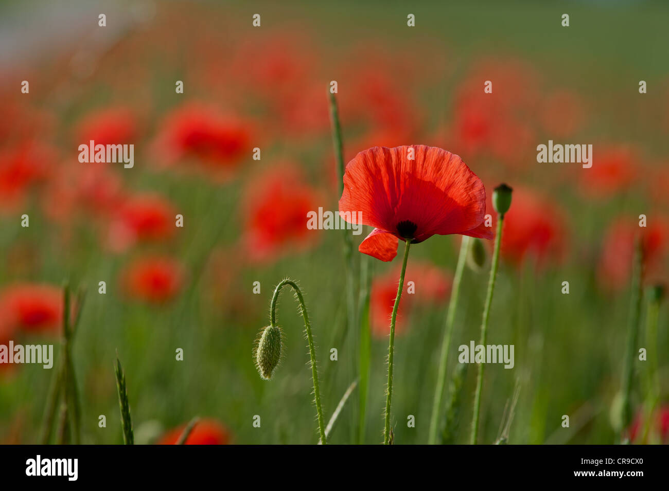 Poppies in the field Stock Photo - Alamy