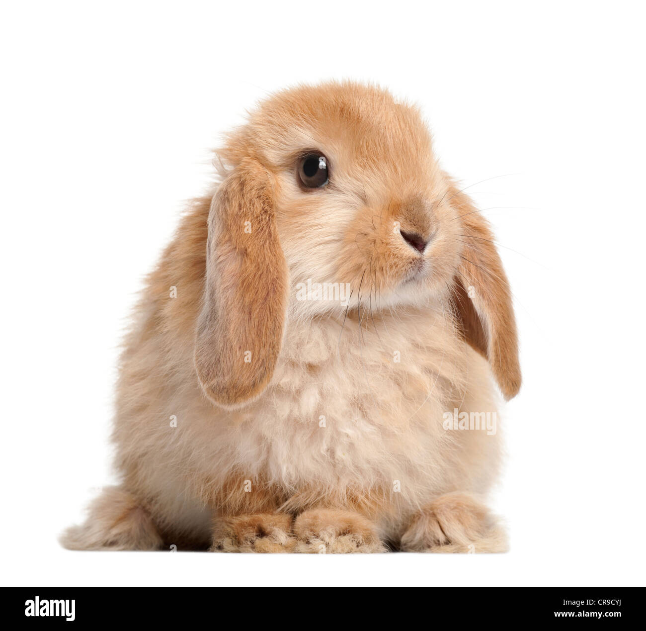 Rabbit against white background Stock Photo - Alamy