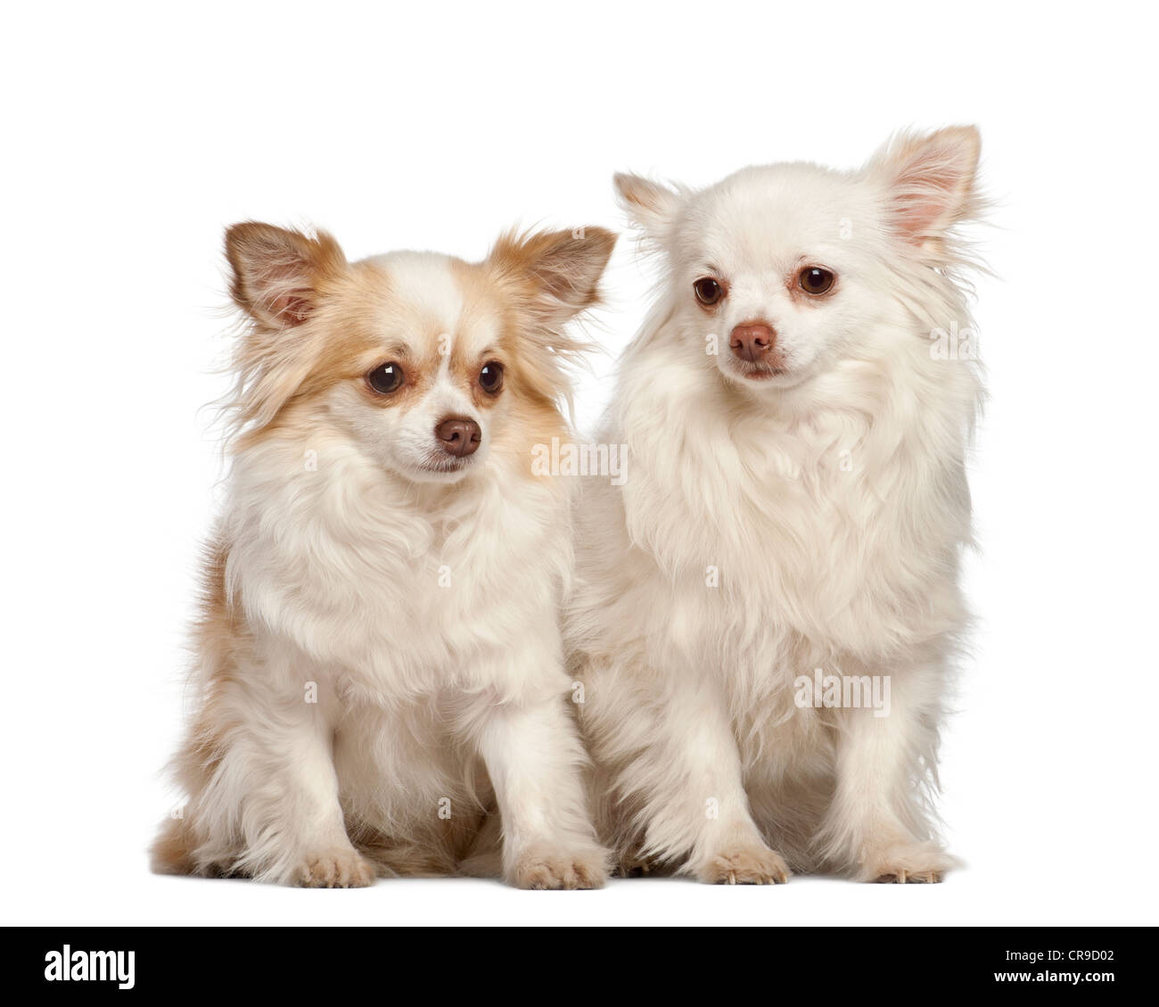 Chihuahuas, 4 years old, against white background Stock Photo - Alamy