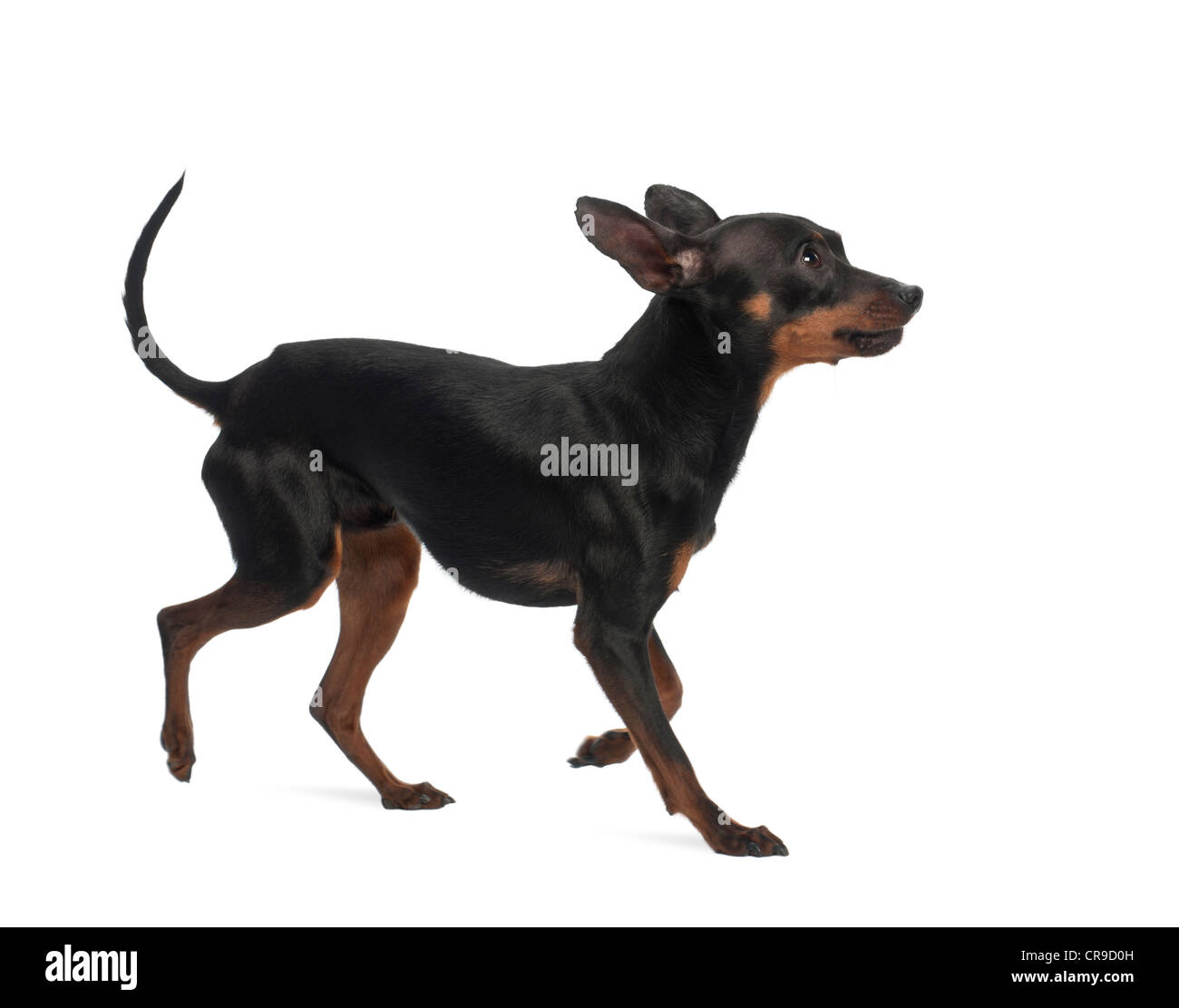 Miniature Pinscher, 10 months old, running against white background ...