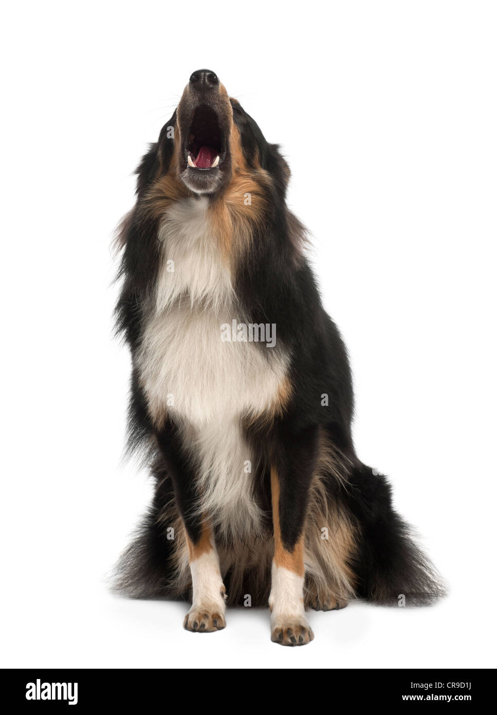 Shetland Sheepdog, 1 year old, barking against white background Stock ...