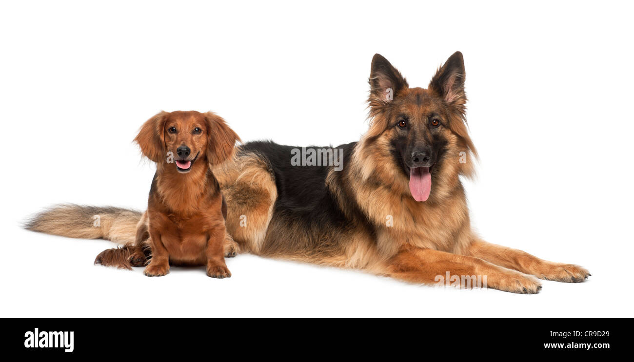 Dachshund Mixed With German Shepherd