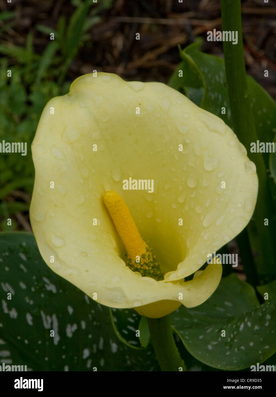 Yellow arum hi-res stock photography and images - Alamy
