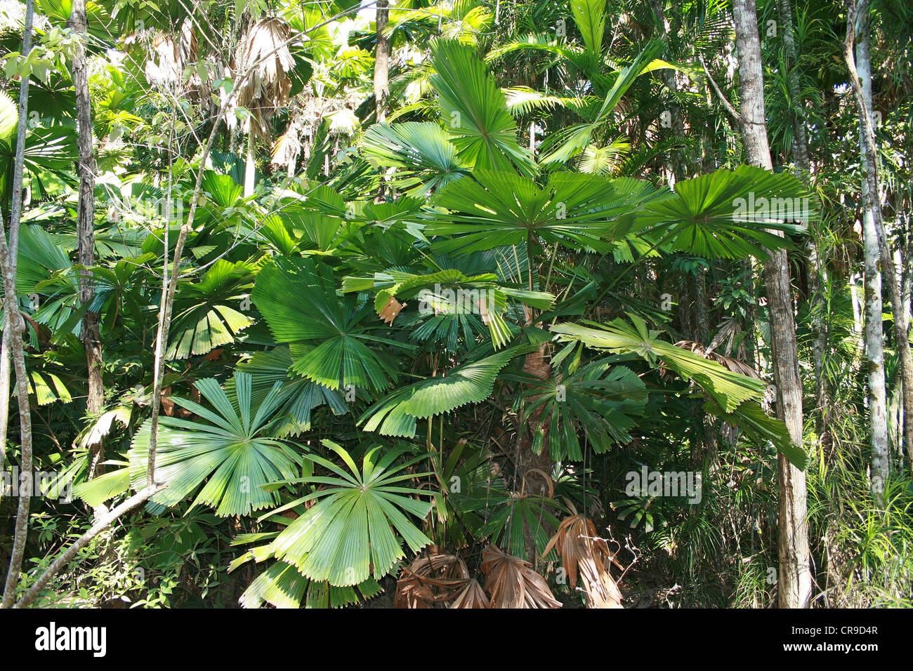 Daintree palm, Licuala ramsayi in natural bushland Stock Photo - Alamy