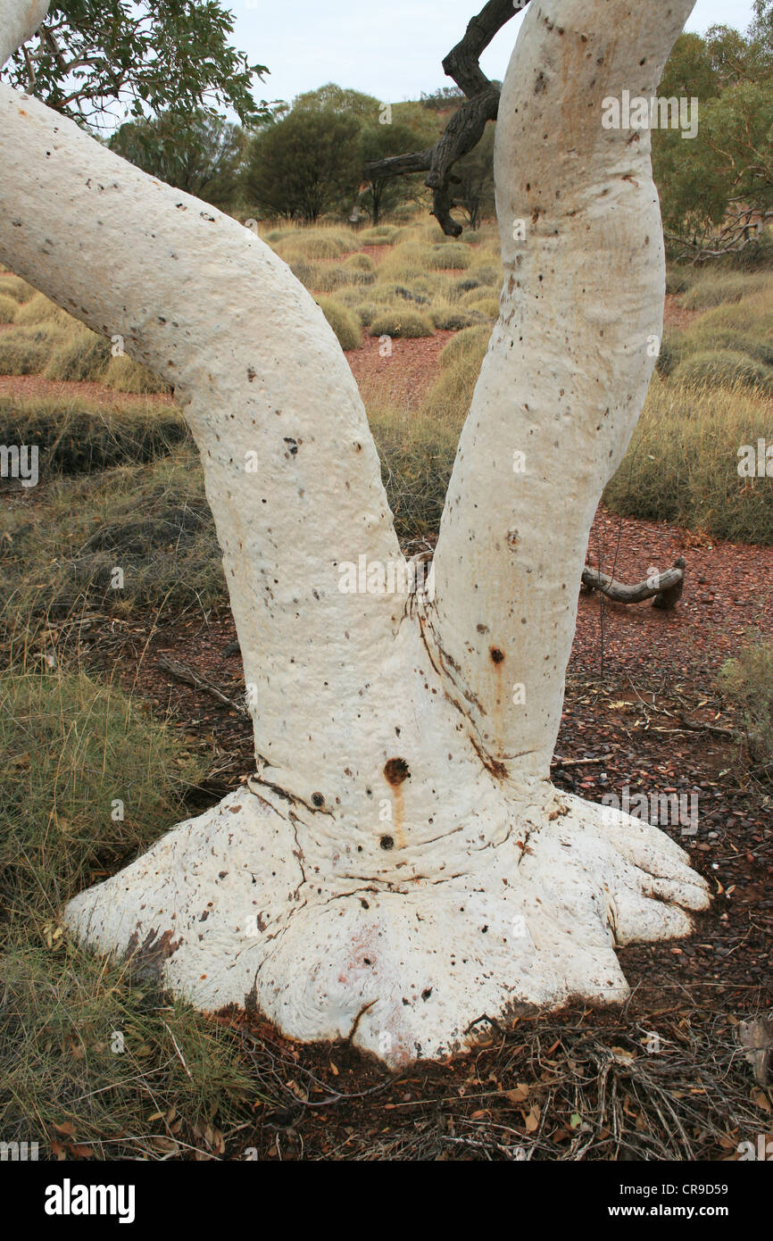 Snappy gum, Eucalyptus leucophloia in the Pilbara region of Northern ...