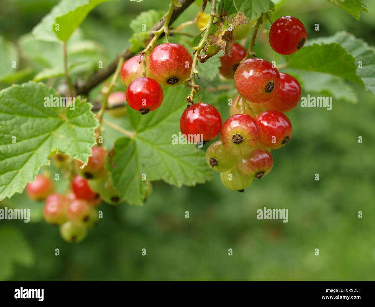 redcurrant / Ribes rubrum / Rote Johannisbeeren Stock Photo - Alamy