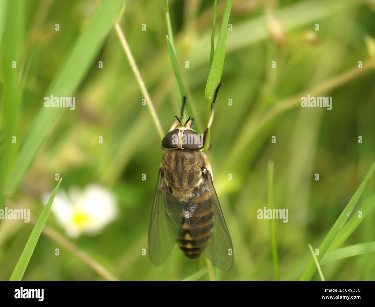 dark giant horsefly / Tabanus sudeticus / Pferdebremse Stock Photo - Alamy