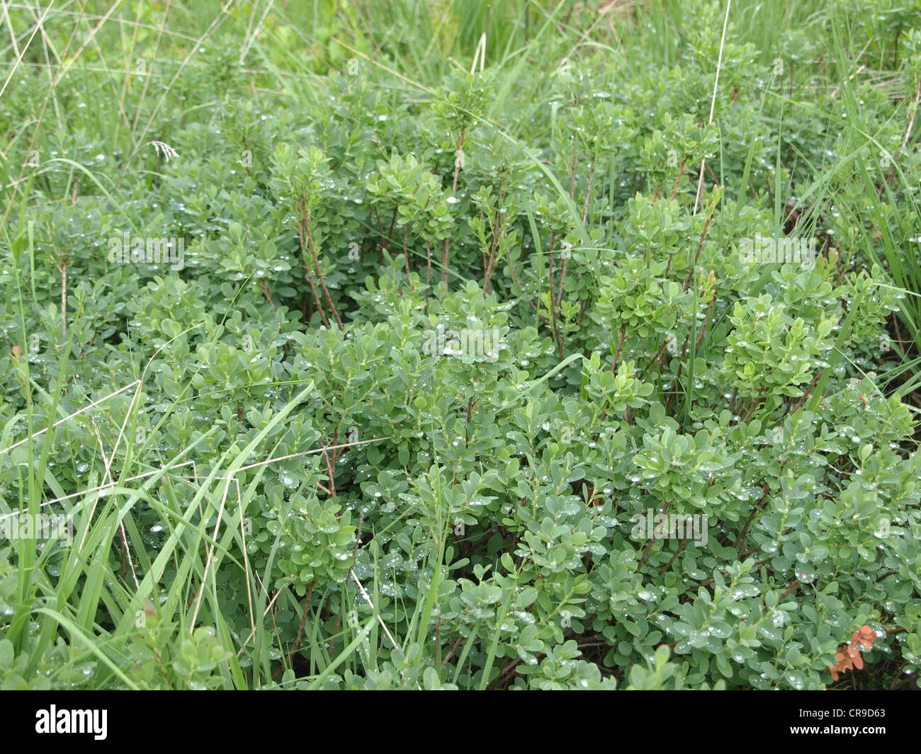 Bog bilberry, northern bilberry / Vaccinium uliginosum / Rauschbeeren ...