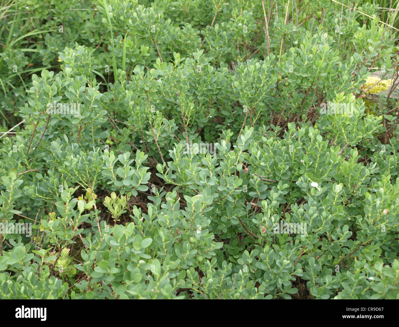 Bog bilberry, northern bilberry / Vaccinium uliginosum / Rauschbeeren ...