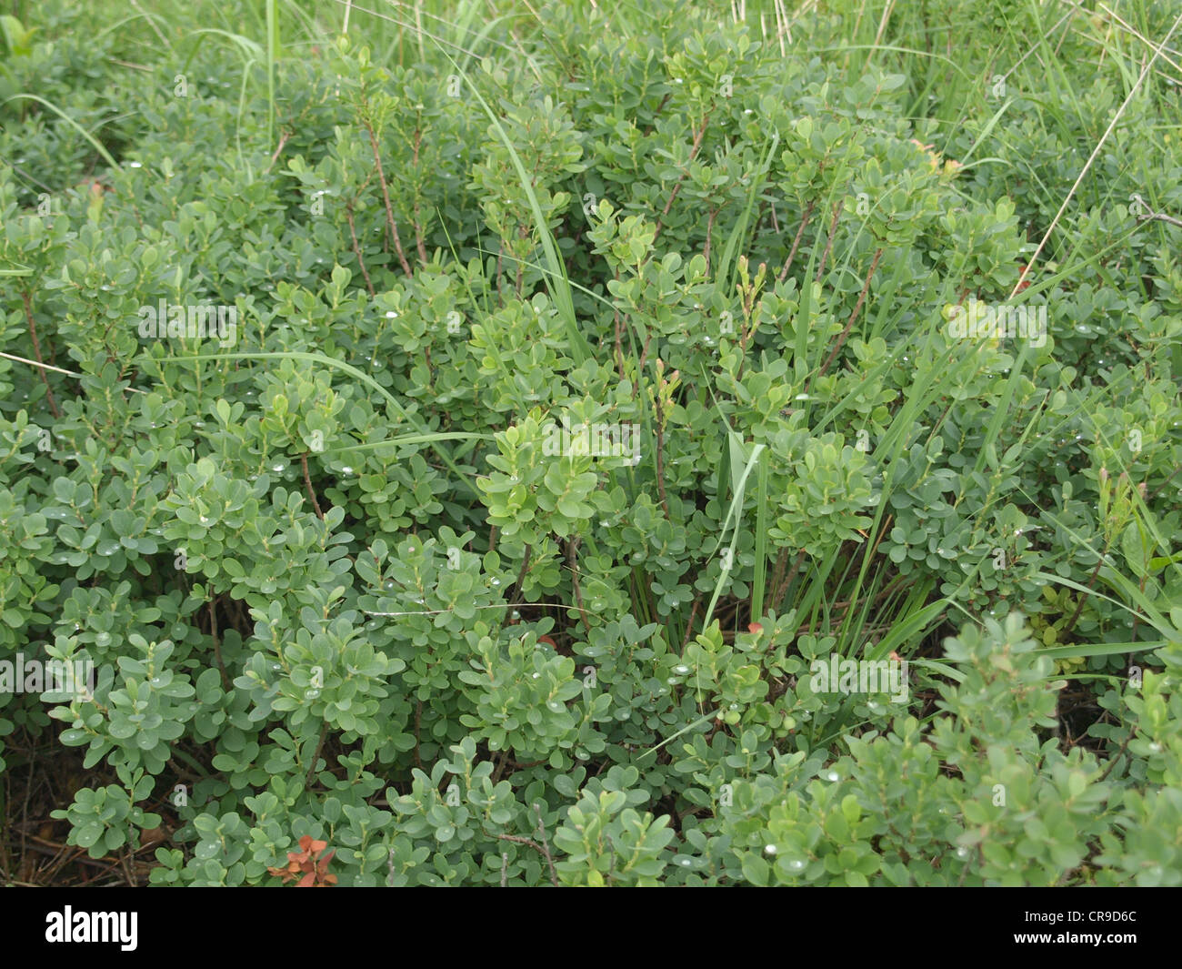 Bog bilberry, northern bilberry / Vaccinium uliginosum / Rauschbeeren ...