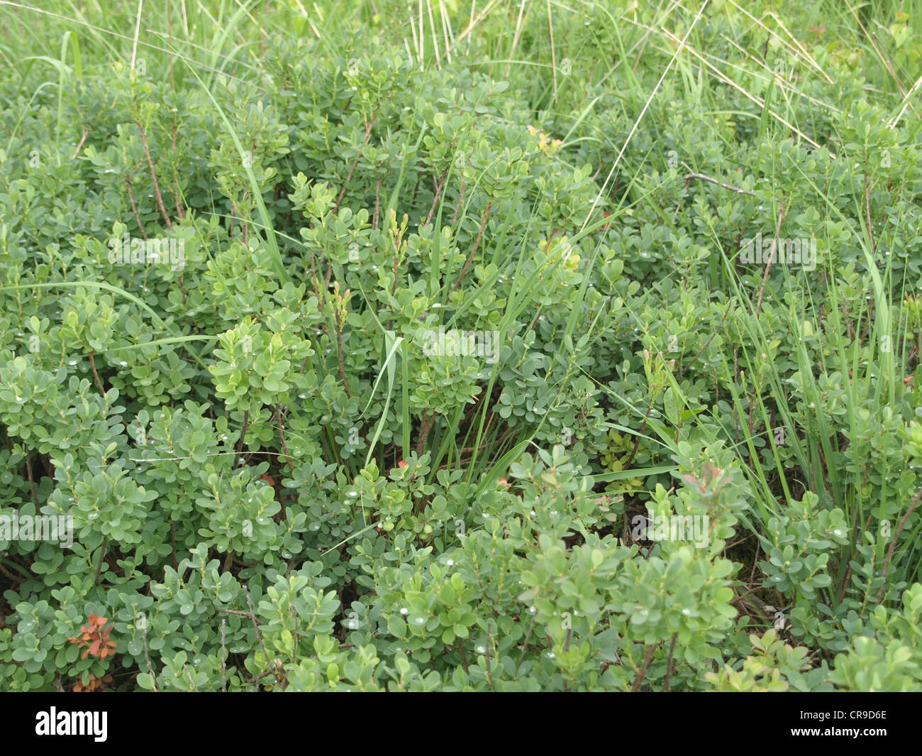 Bog bilberry, northern bilberry / Vaccinium uliginosum / Rauschbeeren ...