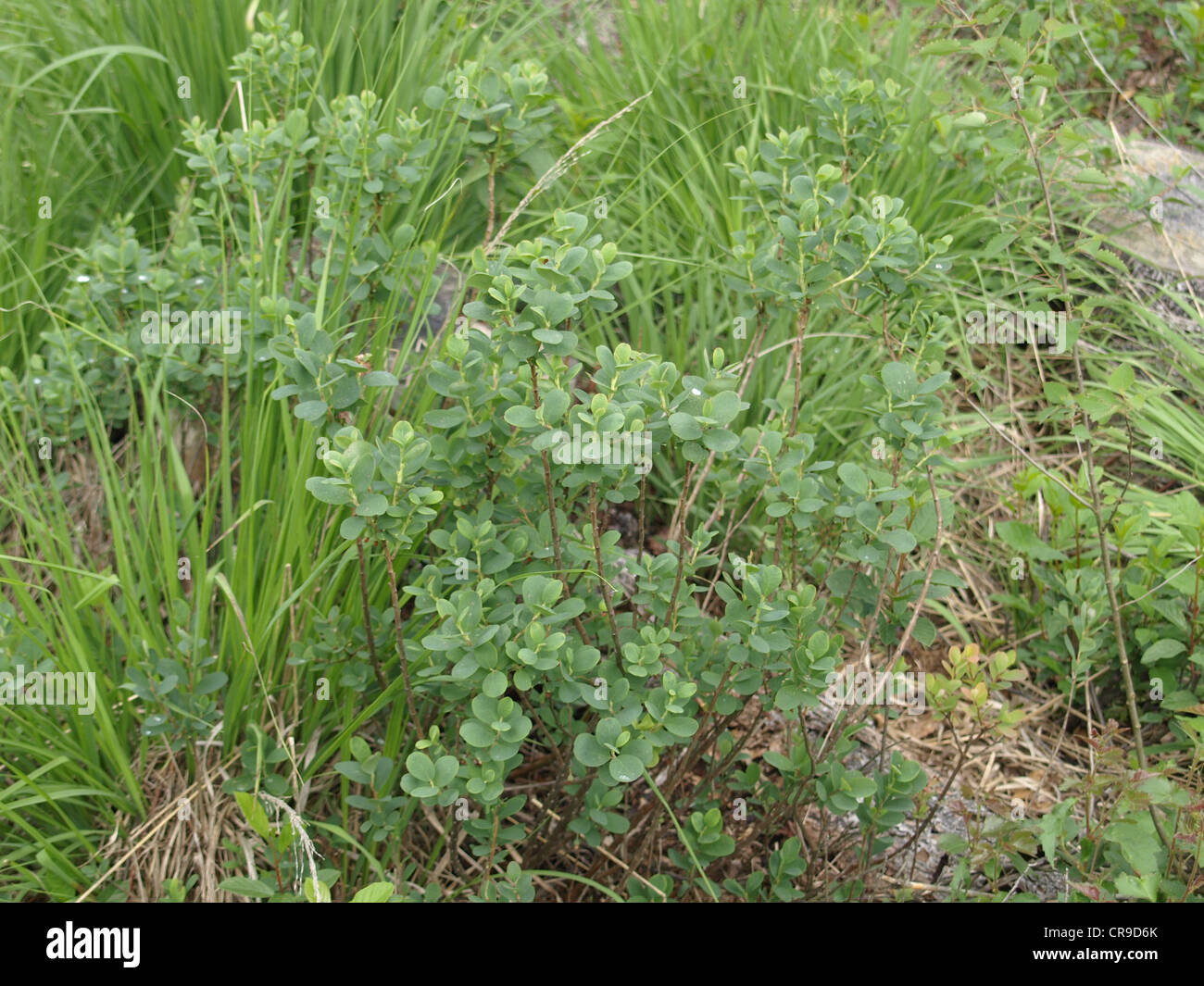 Bog bilberry, northern bilberry / Vaccinium uliginosum / Rauschbeeren ...