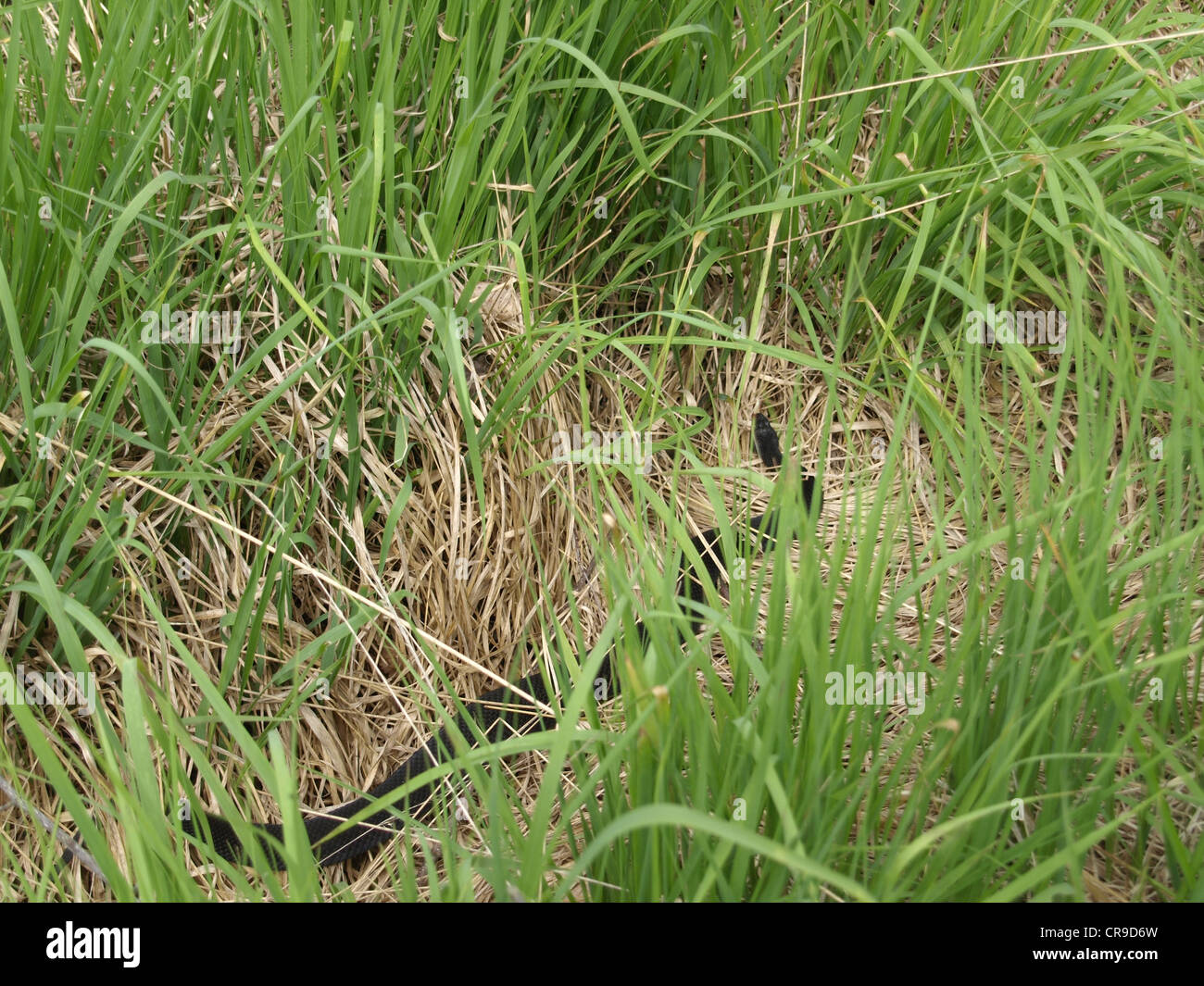 common European adder, common European viper, melanistic color patterns ...