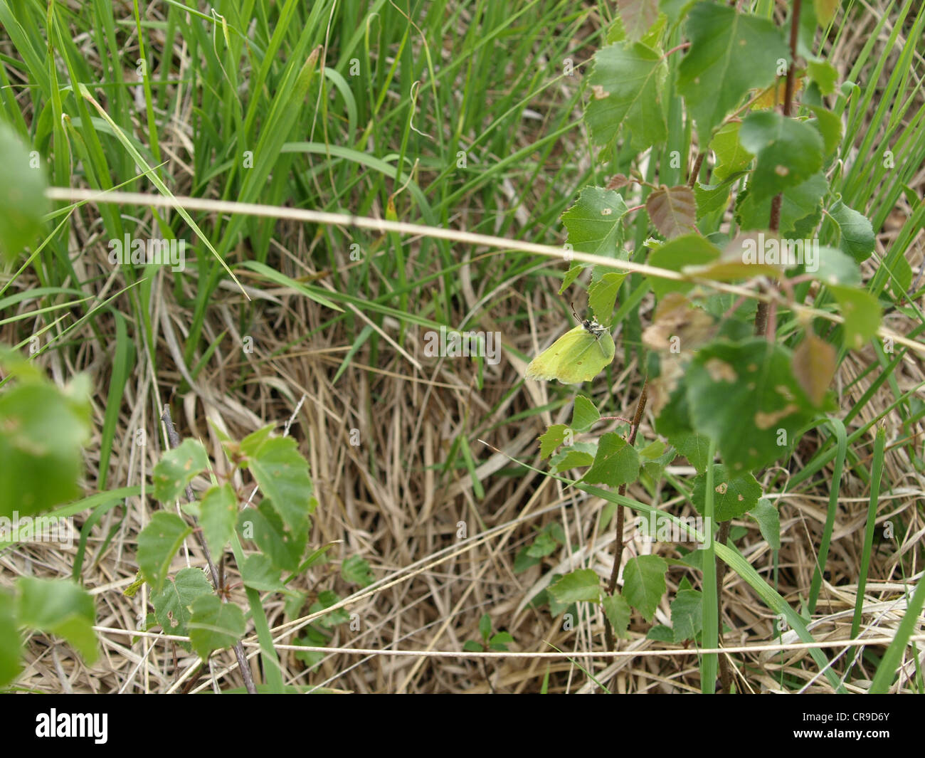 The common brimstone butterfly hi-res stock photography and images - Alamy