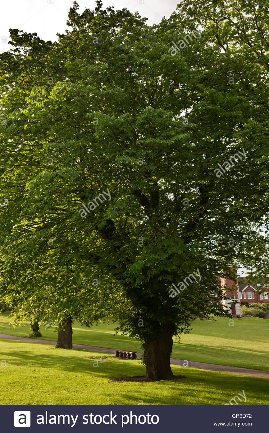 Wych Elm Tree Stock Photos & Wych Elm Tree Stock Images - Alamy