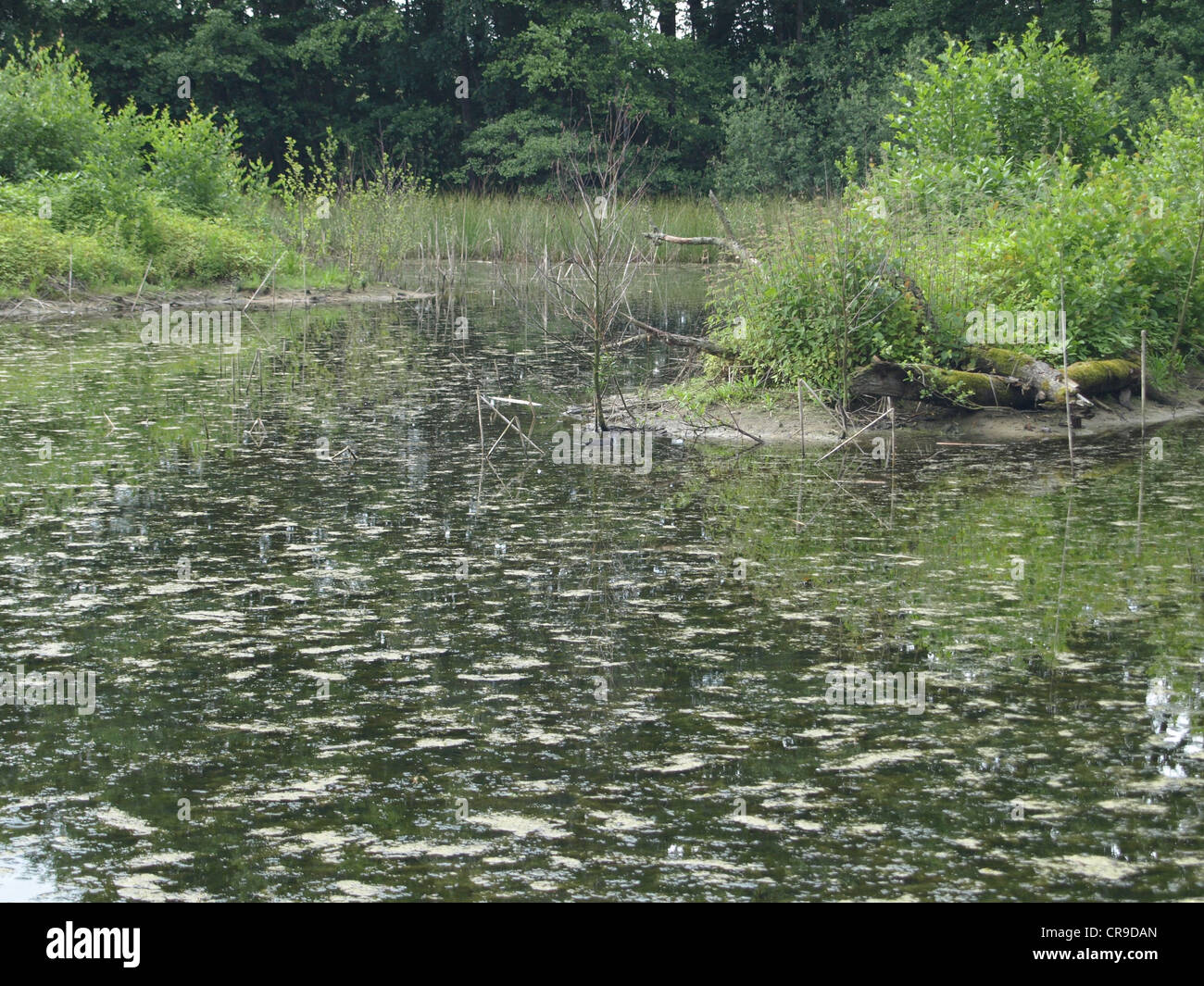 lake with island / See mit Insel Stock Photo - Alamy