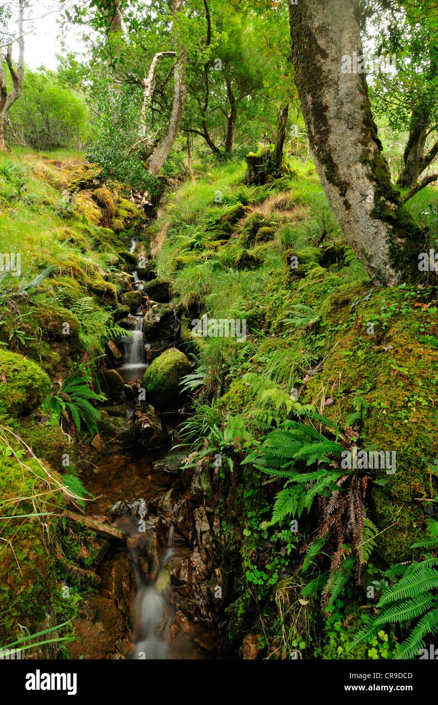 A small river in the Glenveagh National Park, Donegal, Ireland, Europe ...