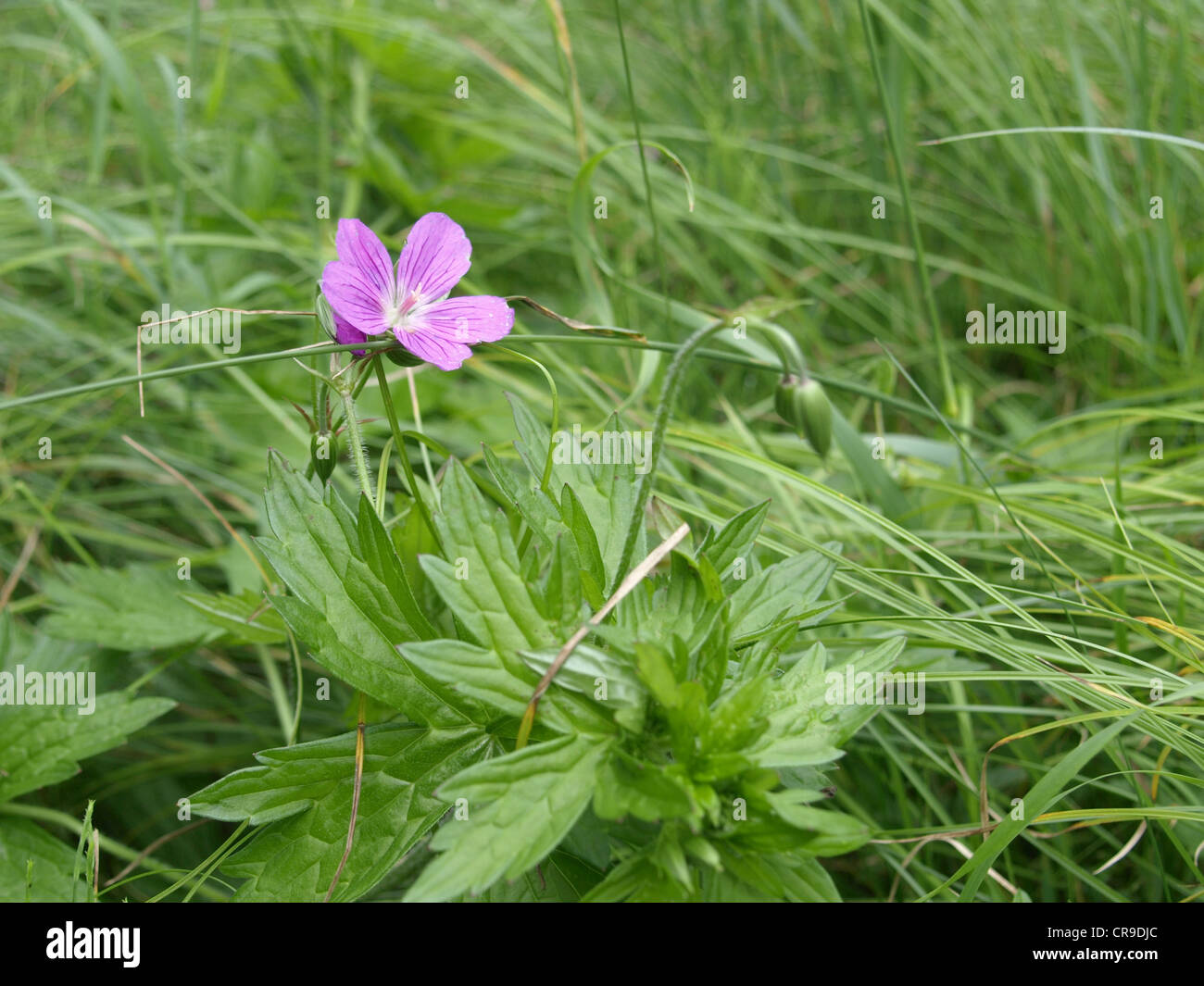 Lila wiesen hi-res stock photography and images - Alamy