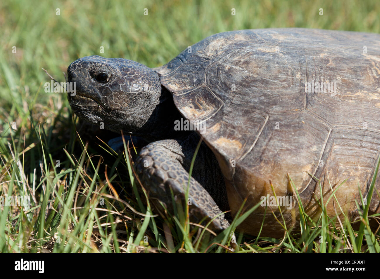 Tortoise wildlife hi-res stock photography and images - Alamy