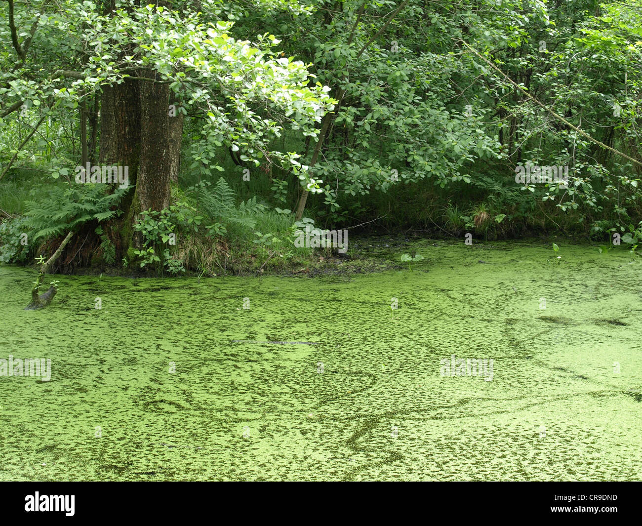 lake with common duckweed / Lemna minor L. / See mit kleinen ...