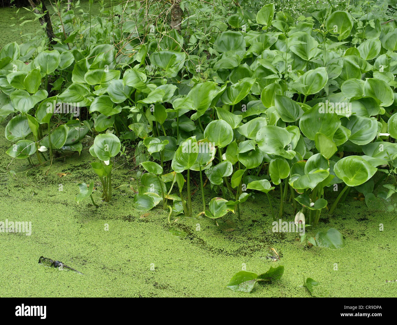 Calla, bog arum, marsh calla / Calla palustris / Sumpf-Calla ...