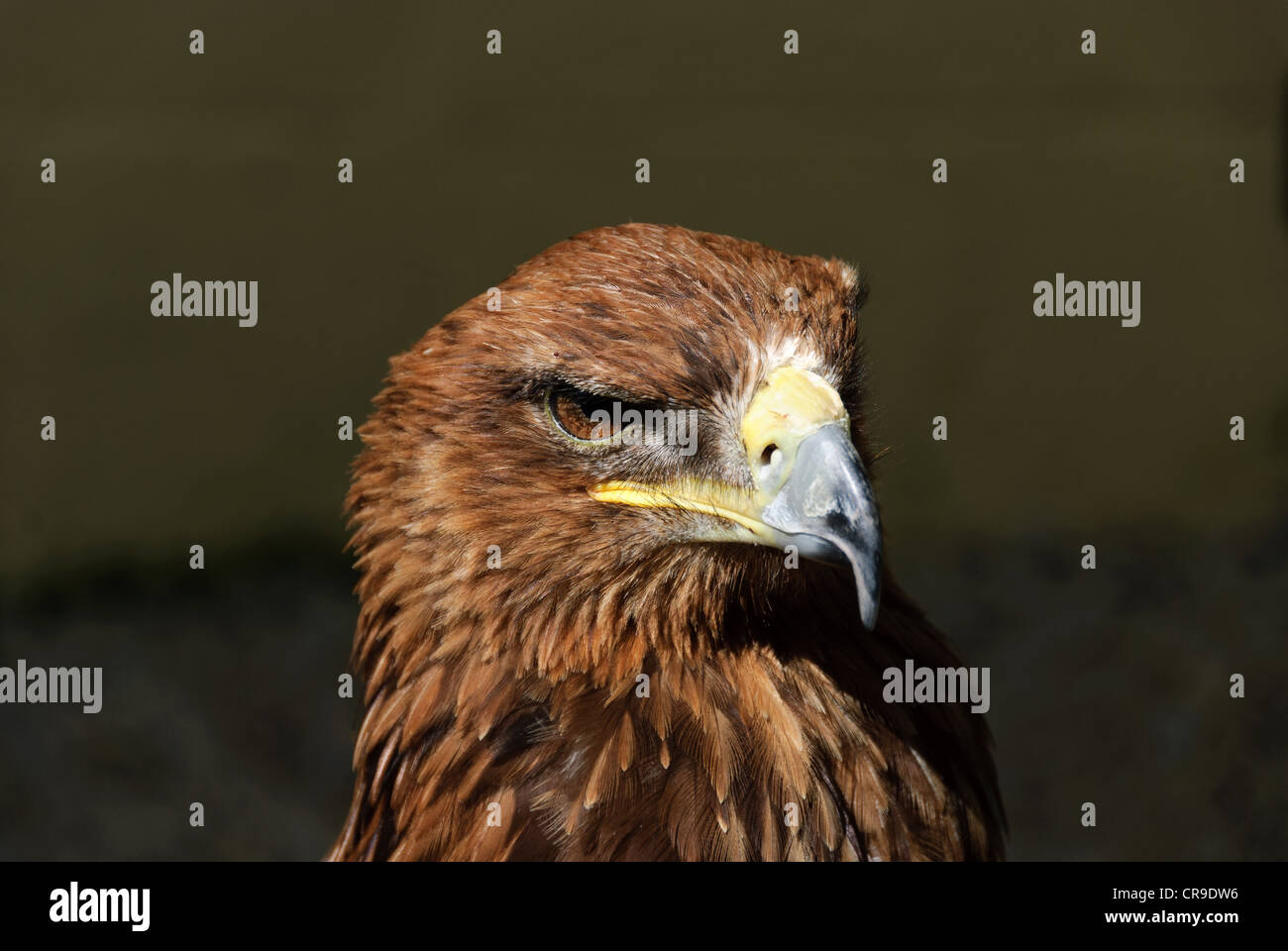 closeup of the head of a golden eagle Stock Photo - Alamy