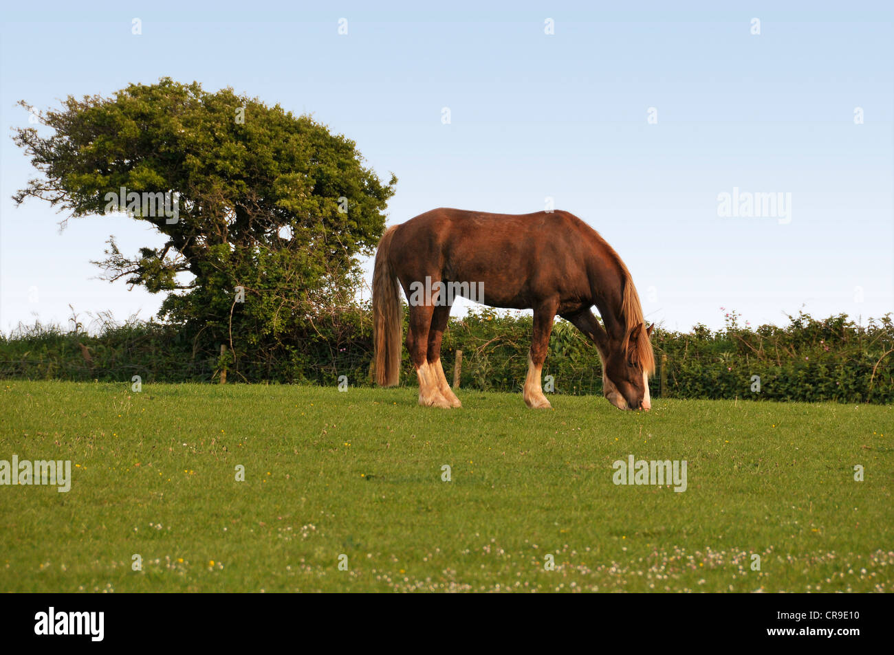 Exmoor ponies North Devon close to Come Martin, Exford Stock Photo - Alamy