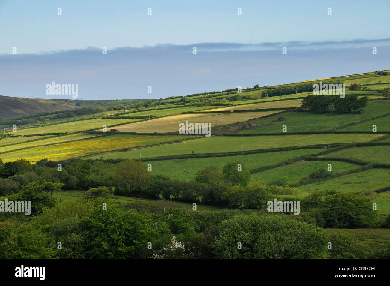 Rolling green hills of North Devon showing fields divided by hedgerows ...