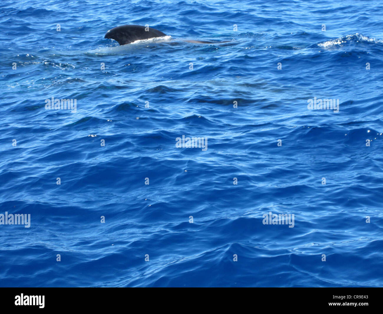 Grindwale - zwischen Teneriffa und La Gomera - Long/short-finned pilot ...