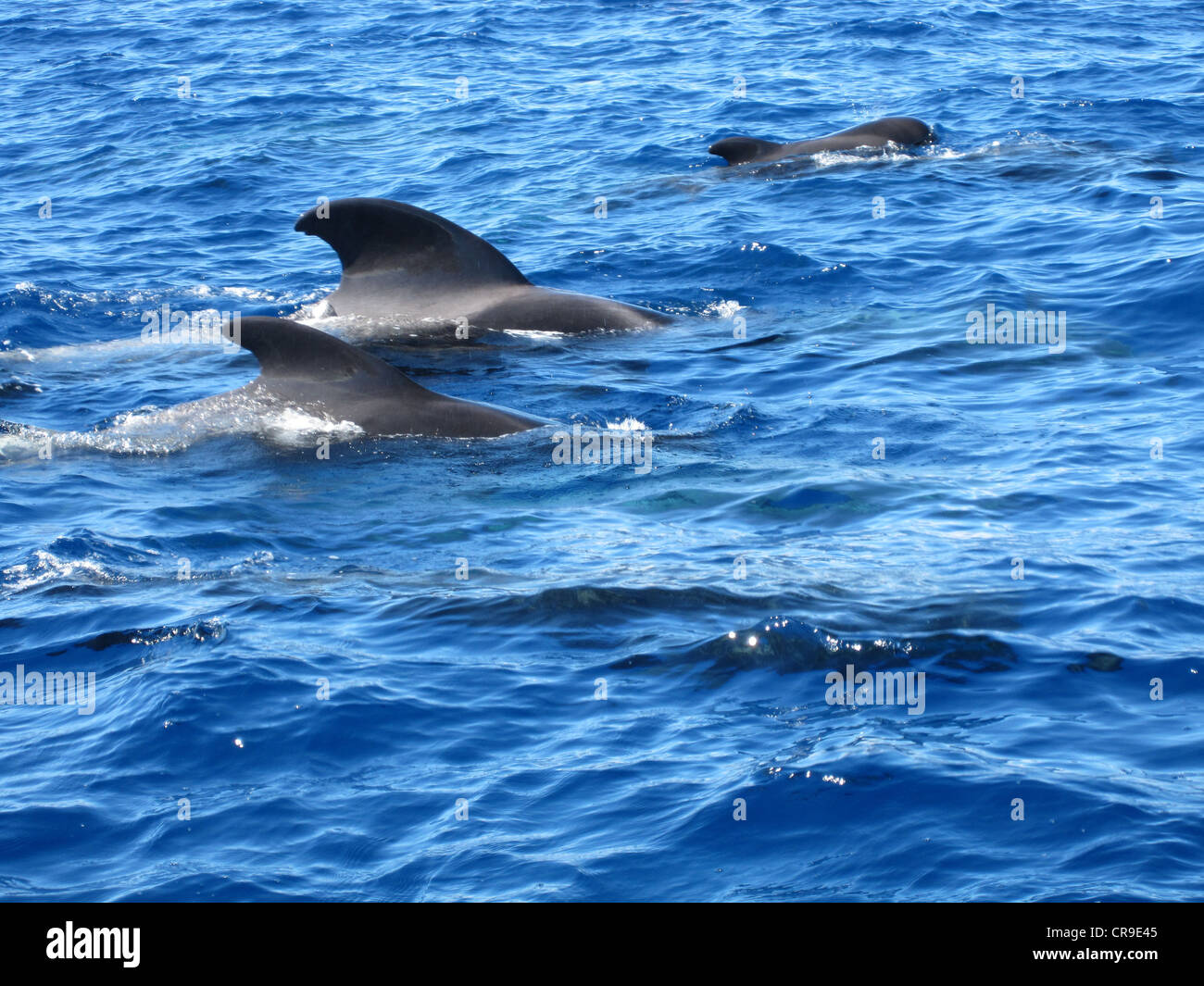 Grindwale - zwischen Teneriffa und La Gomera - Long/short-finned pilot ...