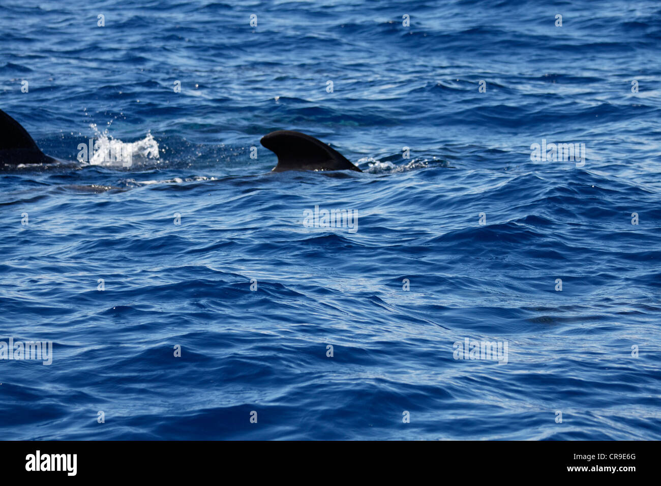 Grindwale - zwischen Teneriffa und La Gomera - Long/short-finned pilot ...