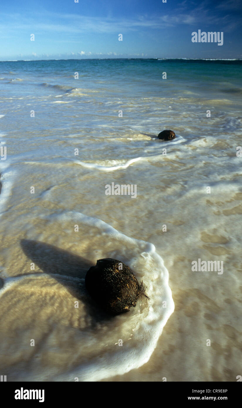 Dominican Republic, Bavaro, coconut washed up on the lovely beach Stock ...