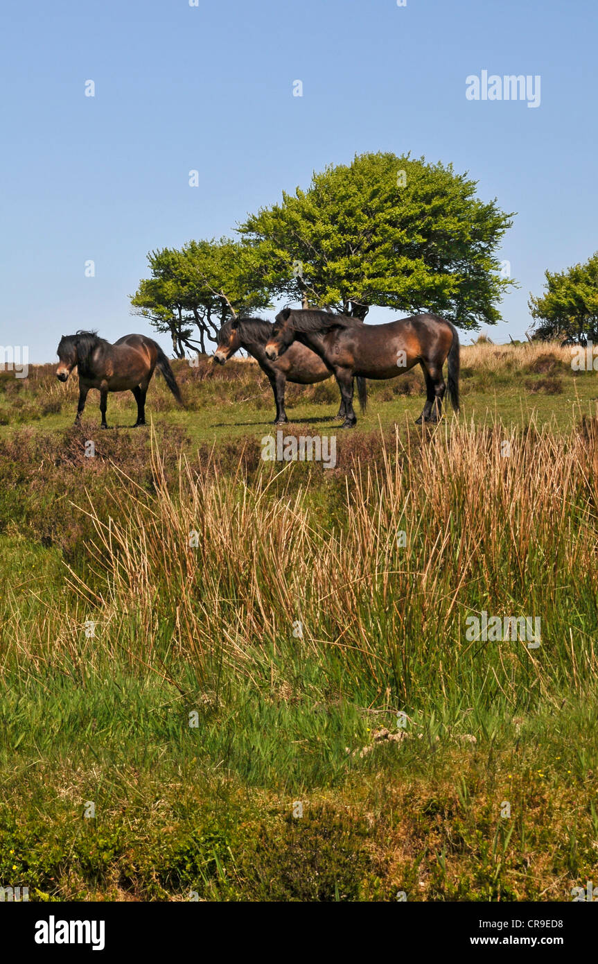 Exford hi-res stock photography and images - Alamy