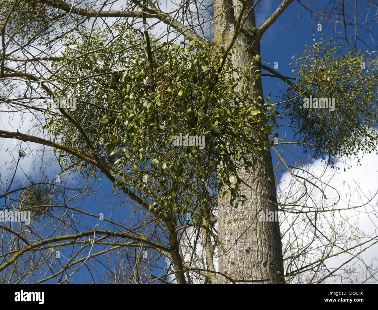 Mistletoe growing on poplar tree, Brittany, France Stock Photo - Alamy