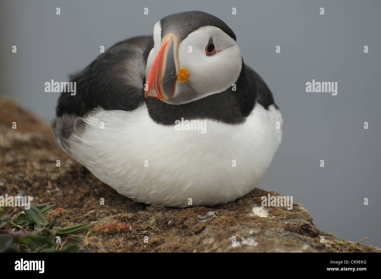 Puffin bank hi-res stock photography and images - Alamy