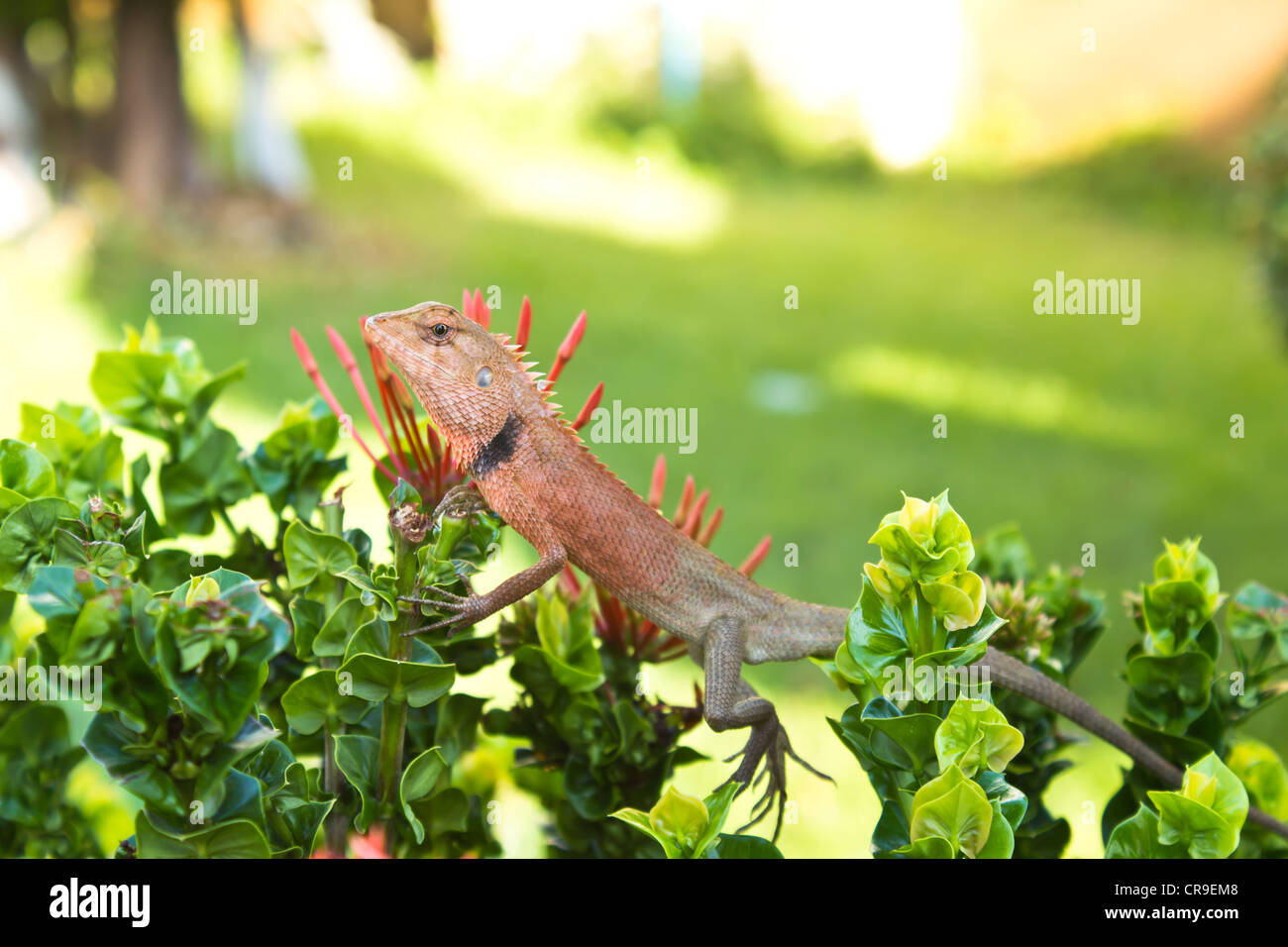 Bearded dragon garden hi-res stock photography and images - Alamy