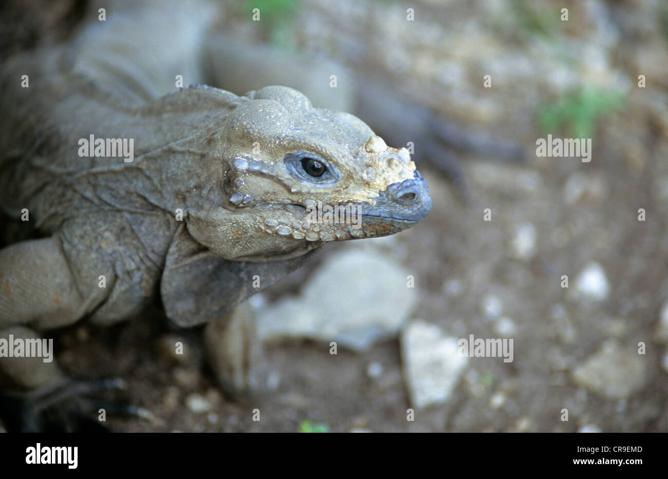 Lizard dominican republic hi-res stock photography and images - Alamy