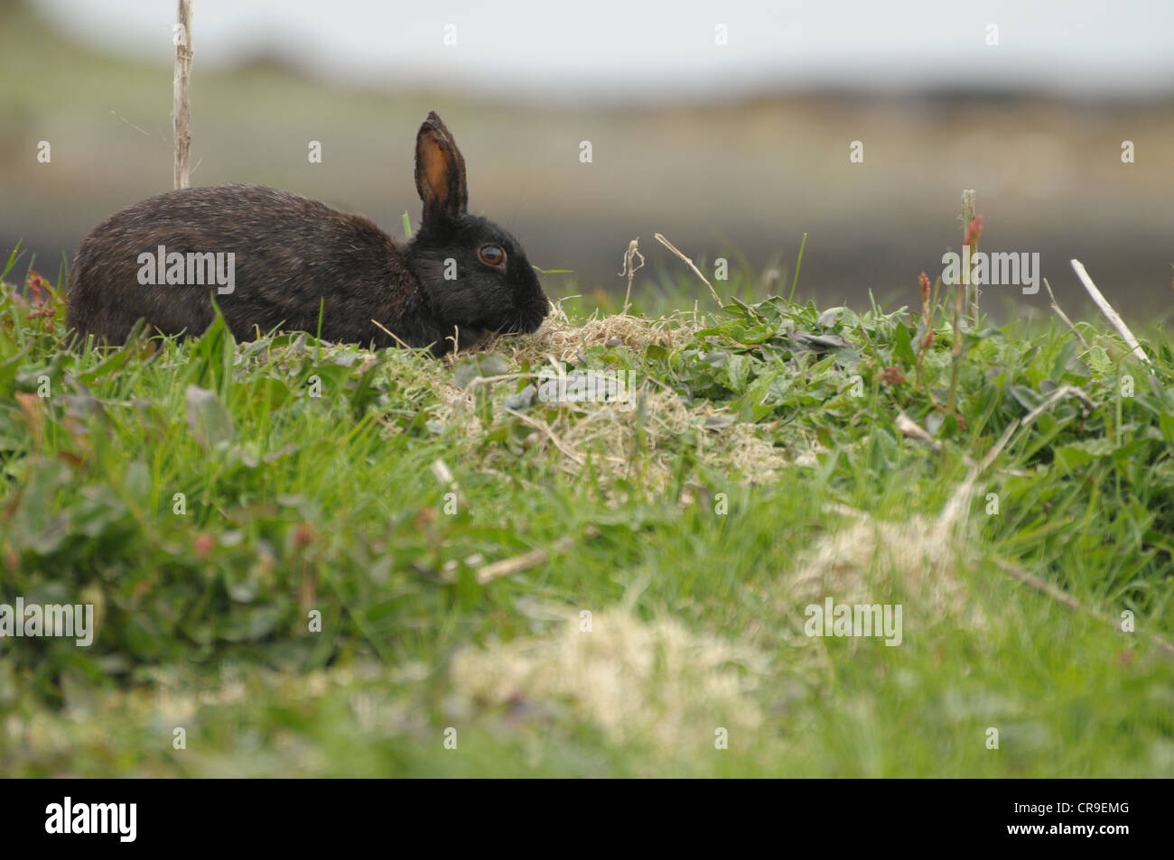 Wild black rabbit on the Isle of Lunga, Scotland Stock Photo - Alamy