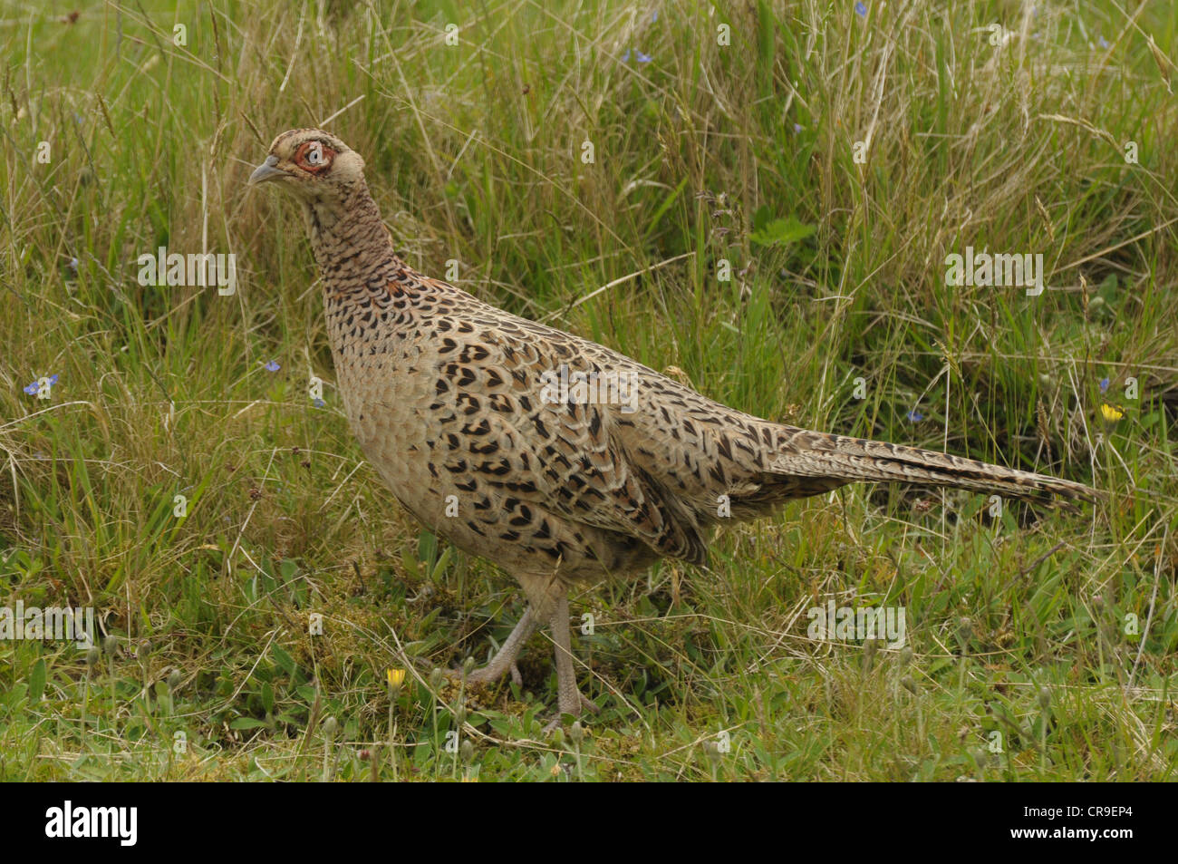 Female pheasant, Phasianus colchicus, Scotland Stock Photo - Alamy