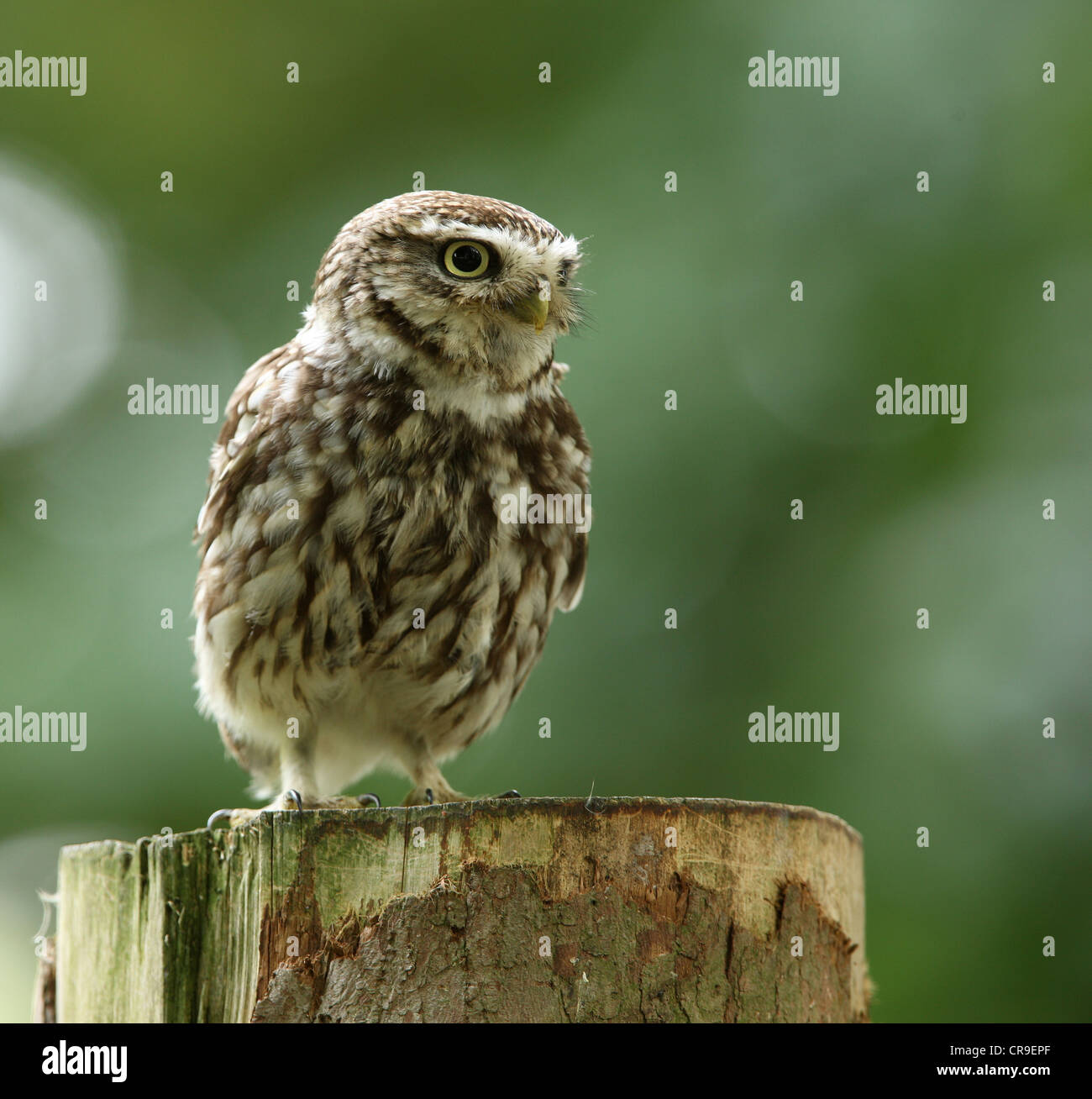 Little owl british owl hi-res stock photography and images - Alamy