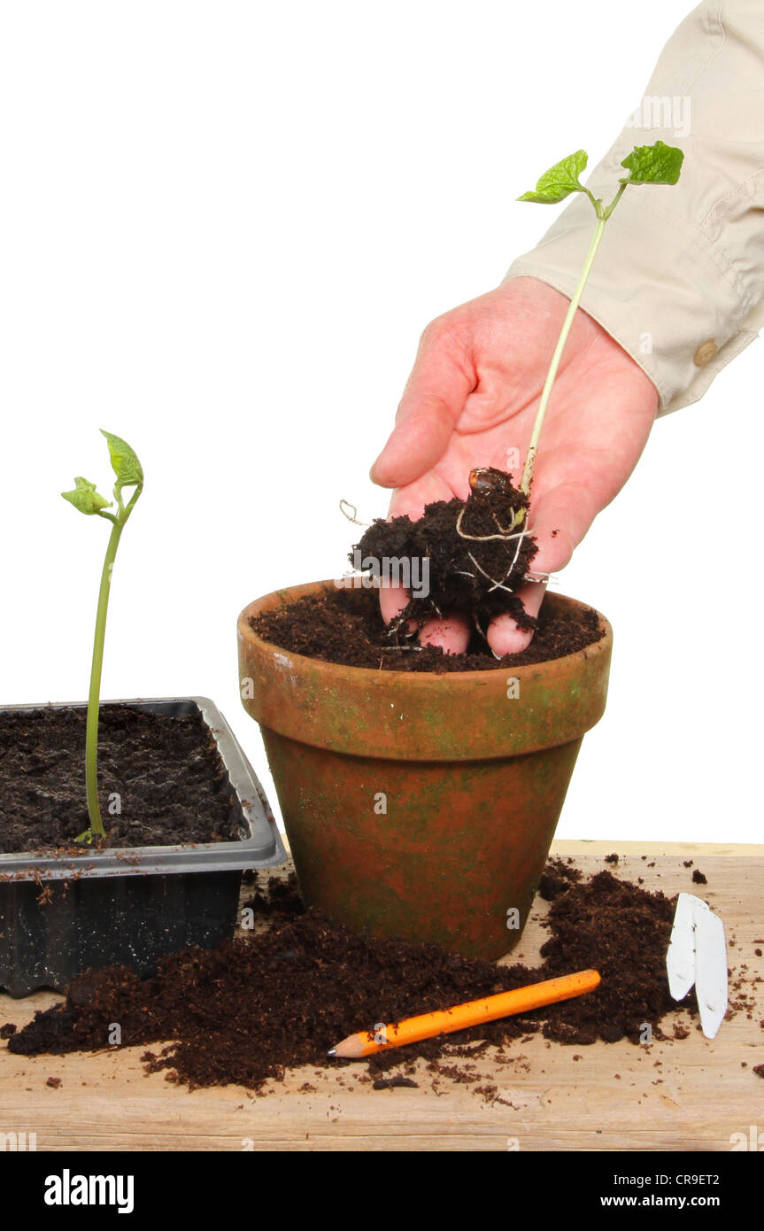 Hand potting on a runner bean seedling into a terracotta pot on a ...