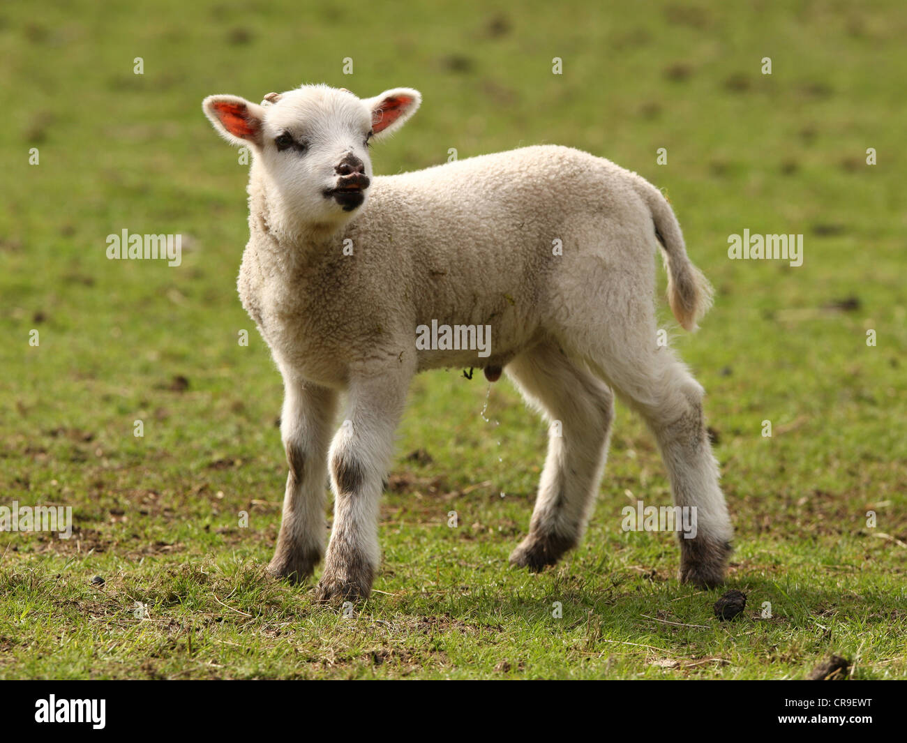 Spring lamb hi-res stock photography and images - Alamy