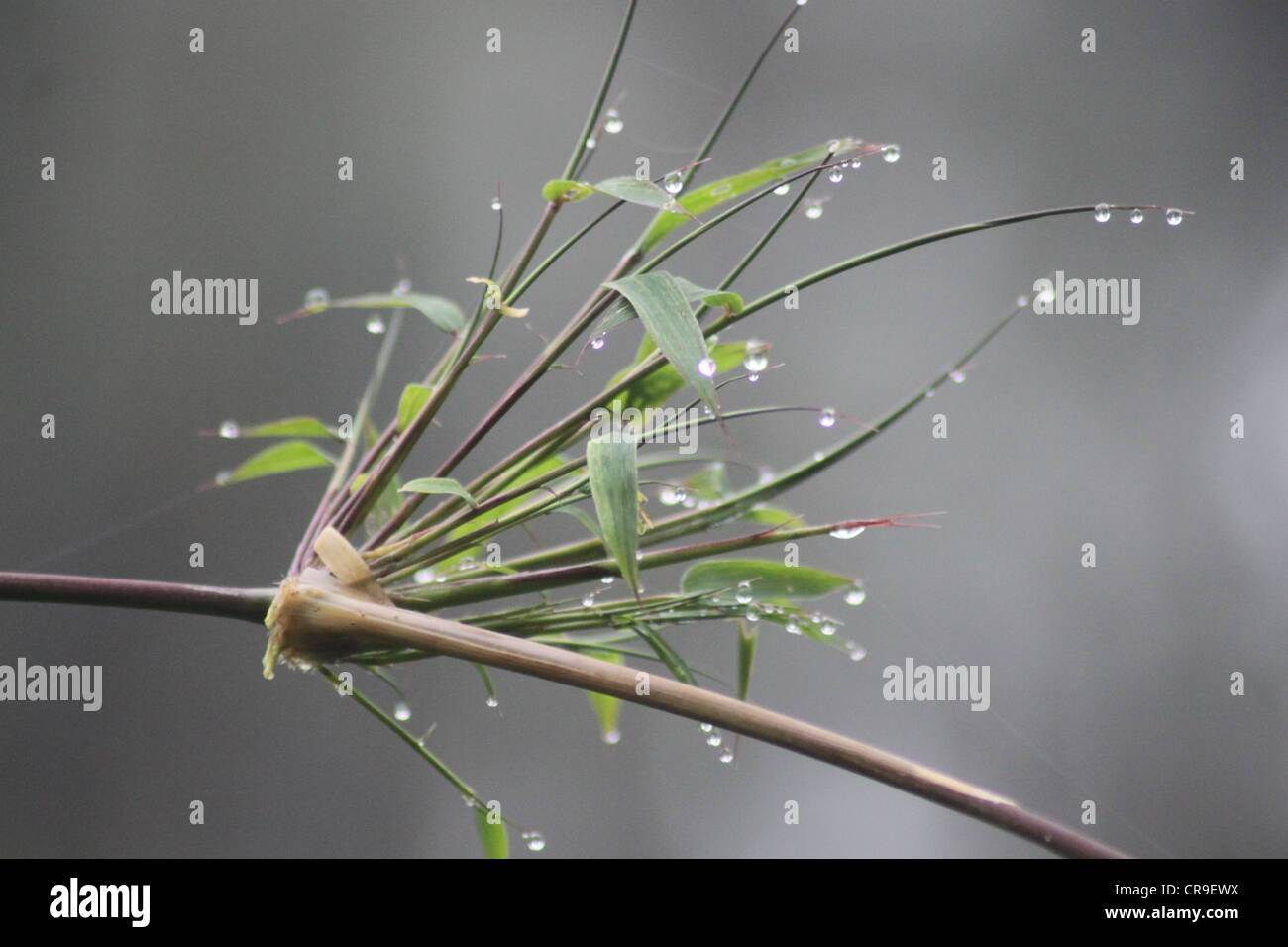 Catching raindrops hi-res stock photography and images - Alamy