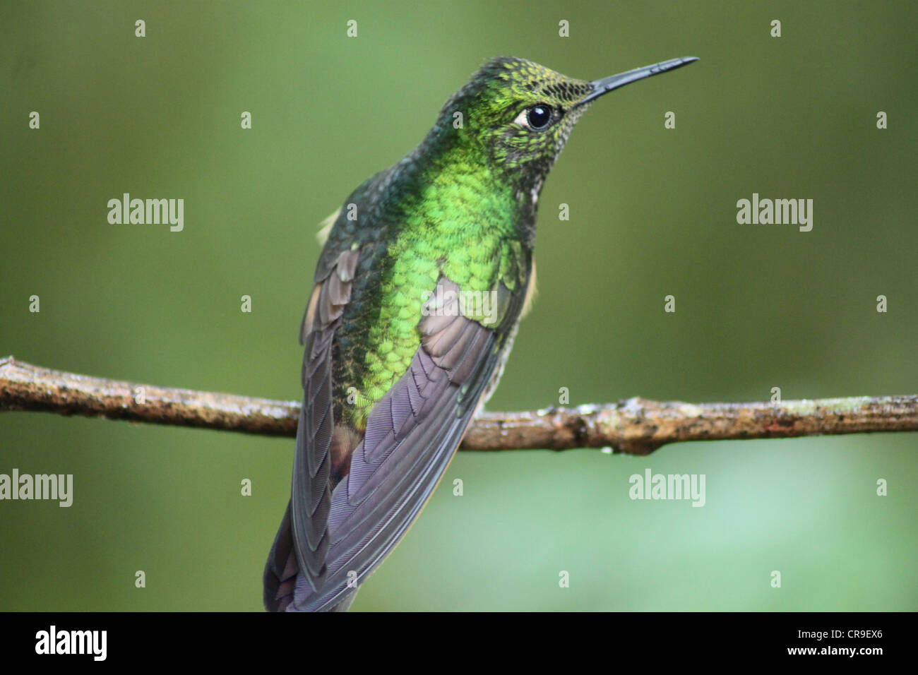 Back of dark green humming bird sitting on branch Stock Photo - Alamy