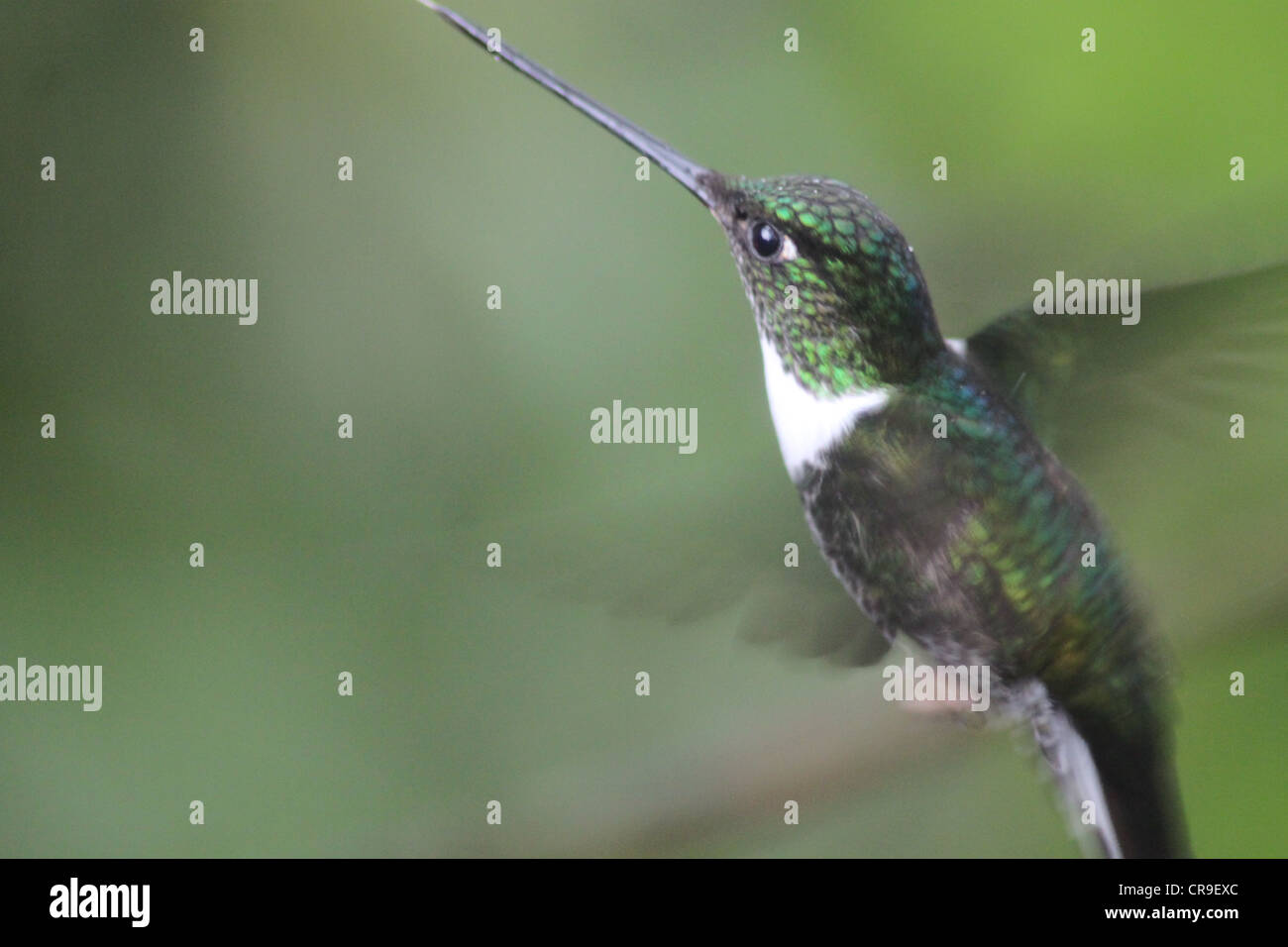 Bird in flight hi-res stock photography and images - Alamy